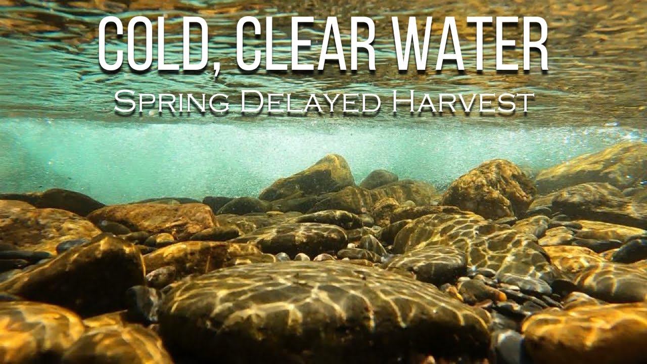 COLD, CLEAR WATER: Fly Fishing WNC Delayed Harvest Early Spring - YouTube
