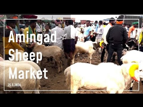 Amingad sheep market every Saturday morning bazaar Bakraeid special ...