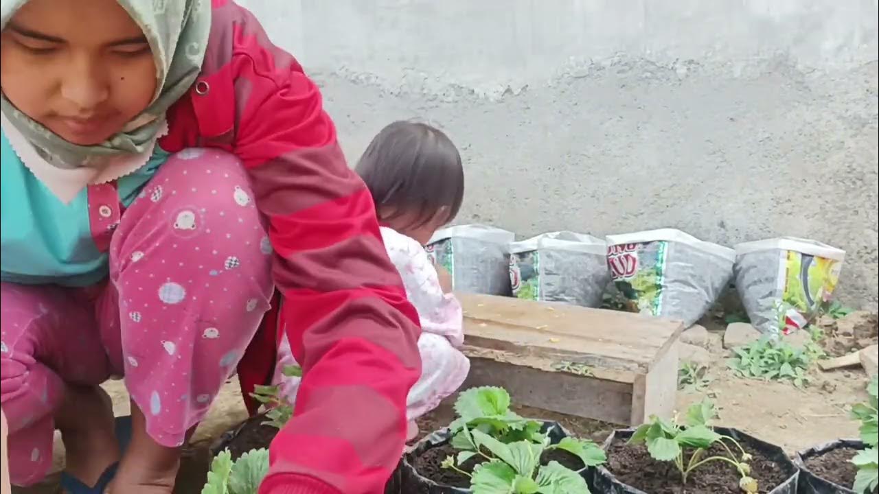 menanam strawberry di belakang rumah | HILYA NUR AZKIYA| - YouTube