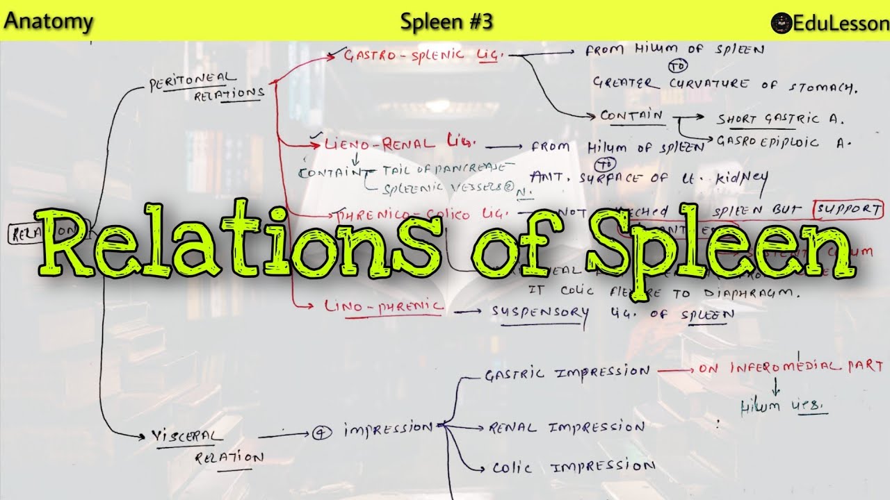 Anatomy of Spleen 3/4 || Peritoneal Relation, Visceral Relation - YouTube