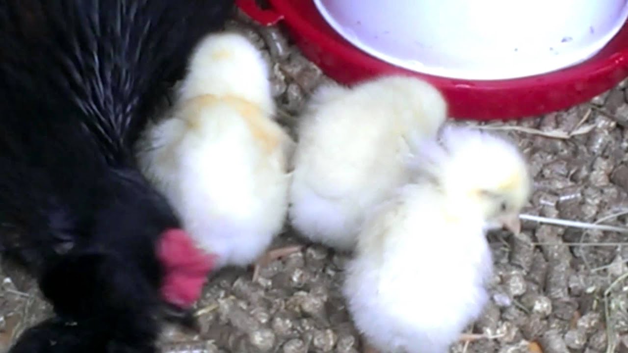 Tibud ühepäevased - YouTube