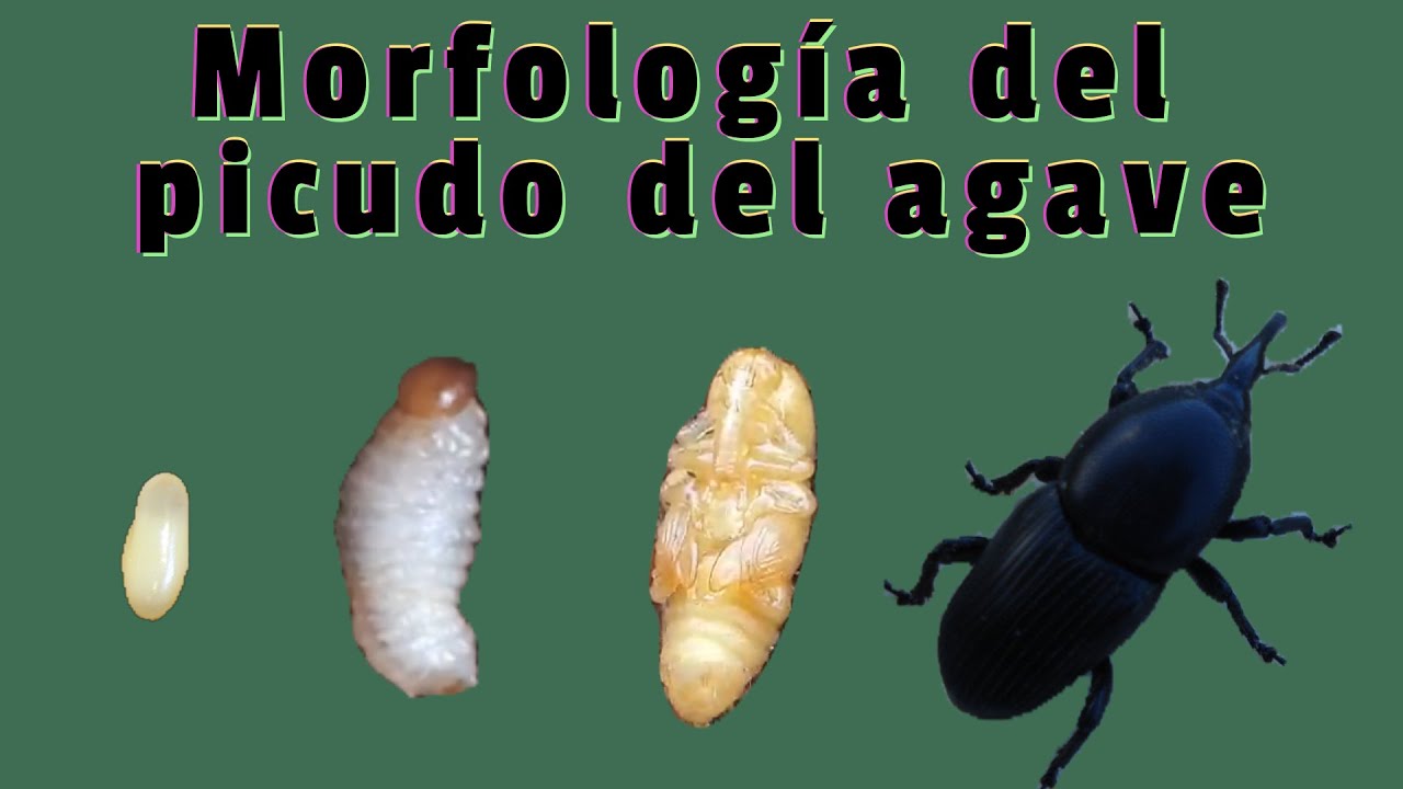 Morfología del picudo agave - YouTube