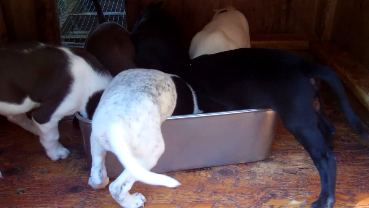 Blue/Indigo Puppies Having Dinner (7 weeks old) - YouTube