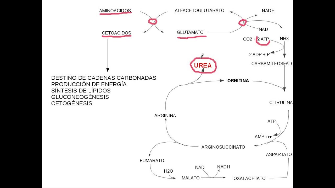 aminoacidos metabolismo - YouTube
