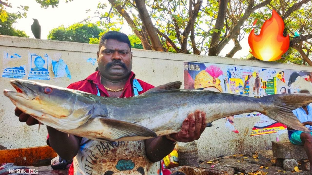 15KG BIG COBIA FISH (கடவரா மீன்) CUTTING💥| KASIMEDU SELVAM FISH CUTTING ...
