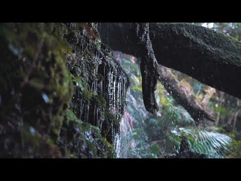 YAĞMUR ORMANLARI - ULTRA HD 4K VİDEO