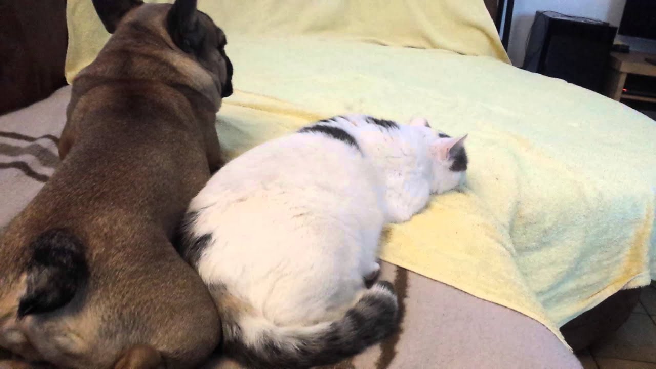 Französische bulldogge und Katze chillen gemeinsam - YouTube