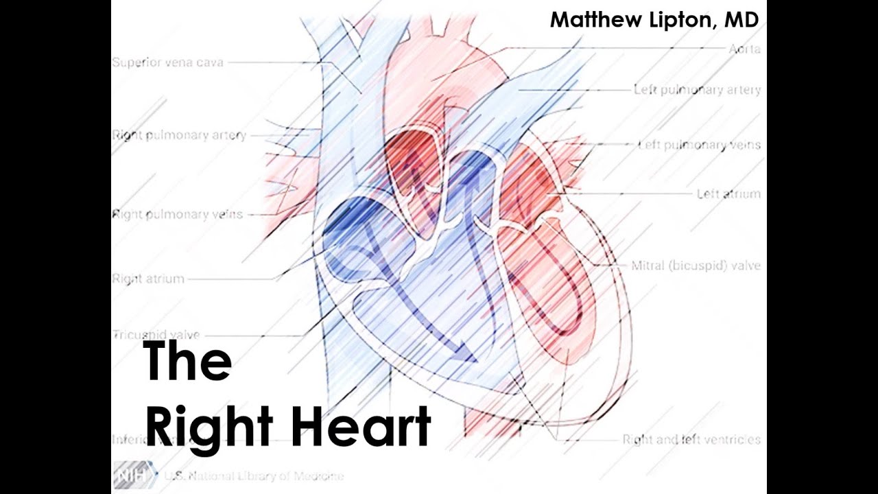 POCUS right heart function & TAPSE - YouTube