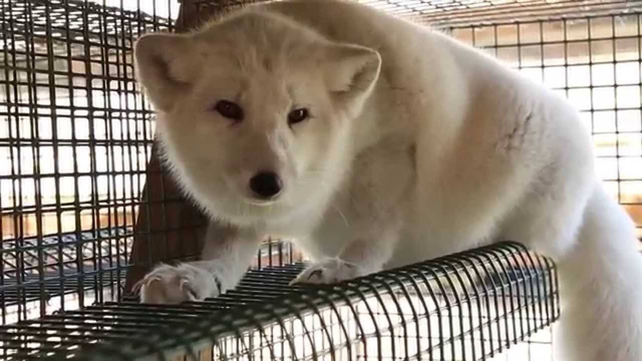 WelFur - science-based animal welfare assessment - YouTube