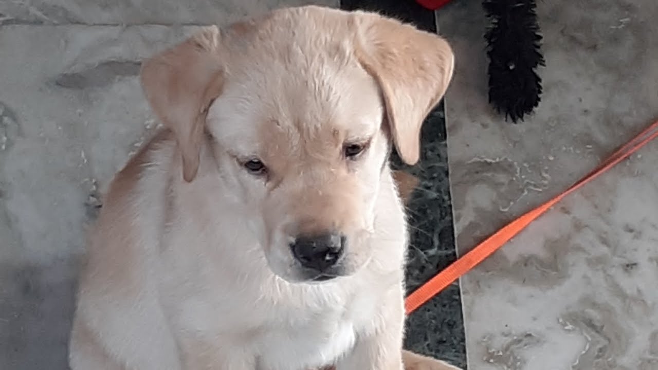 Happoo story...from one month to 3 month journey of labra puppy ...