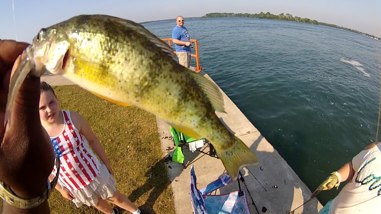 This perch has Parasites - YouTube