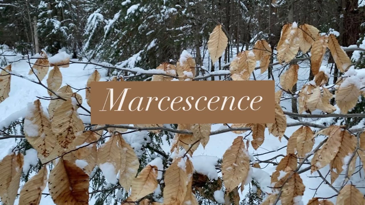 What is Marcescence? - YouTube