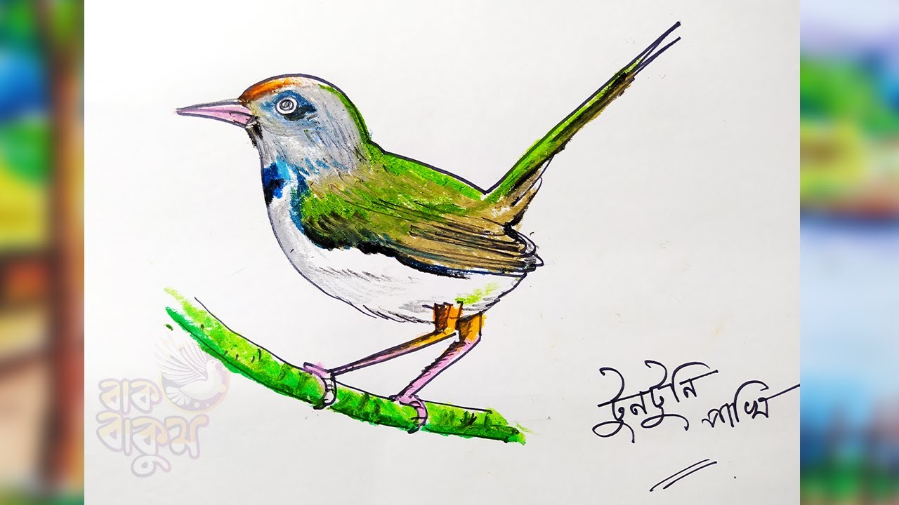 টুনটুনি পাখির ড্রইং || Tailorbird drawing || how to draw tuntuni - YouTube
