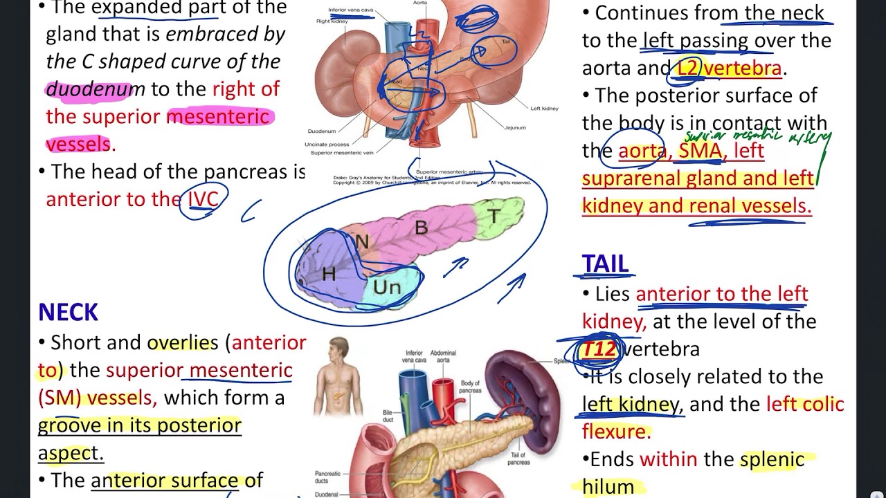 Relations of pancreas - YouTube