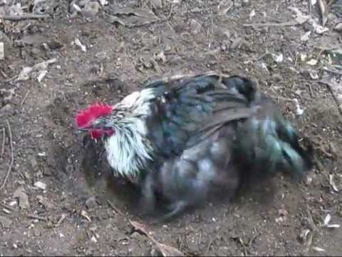 Birchen Marans Chicken sandbathing (Philippines) - YouTube