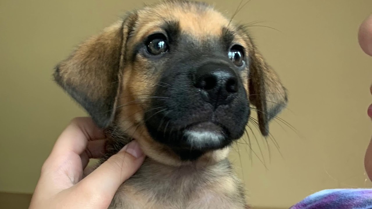 Potcake Rescue - YouTube