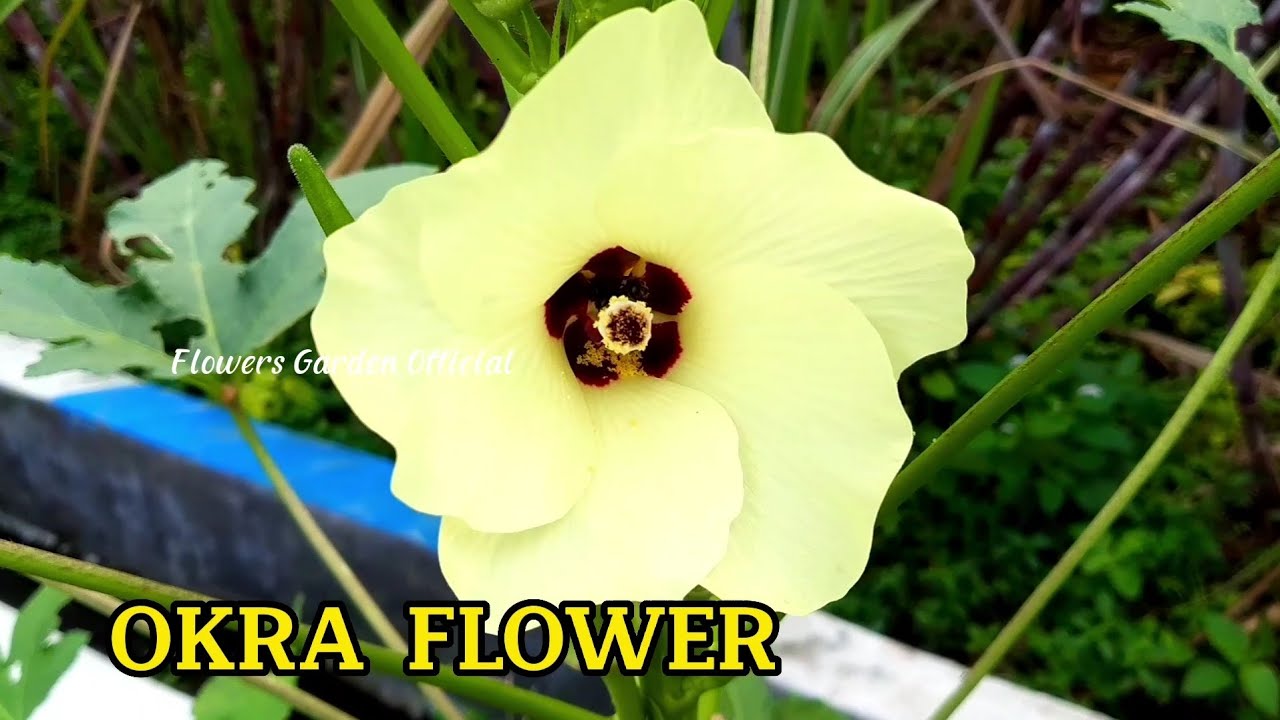 very beautiful okra flower, plant many benefits - flowers garden - YouTube