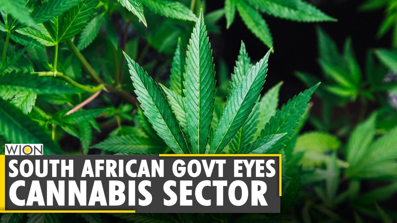 Exclusive: South African government plans to formalize Cannabis market ...