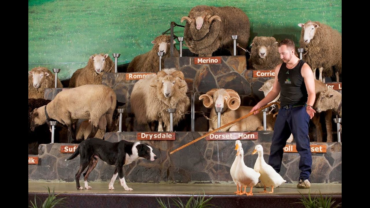Agrodome Rotorua - The Farm Show Dog Trials - YouTube