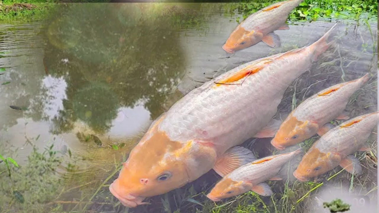 Top 5 Amazing Hand Fishing Video || Very Big Fish Finding Excellent ...