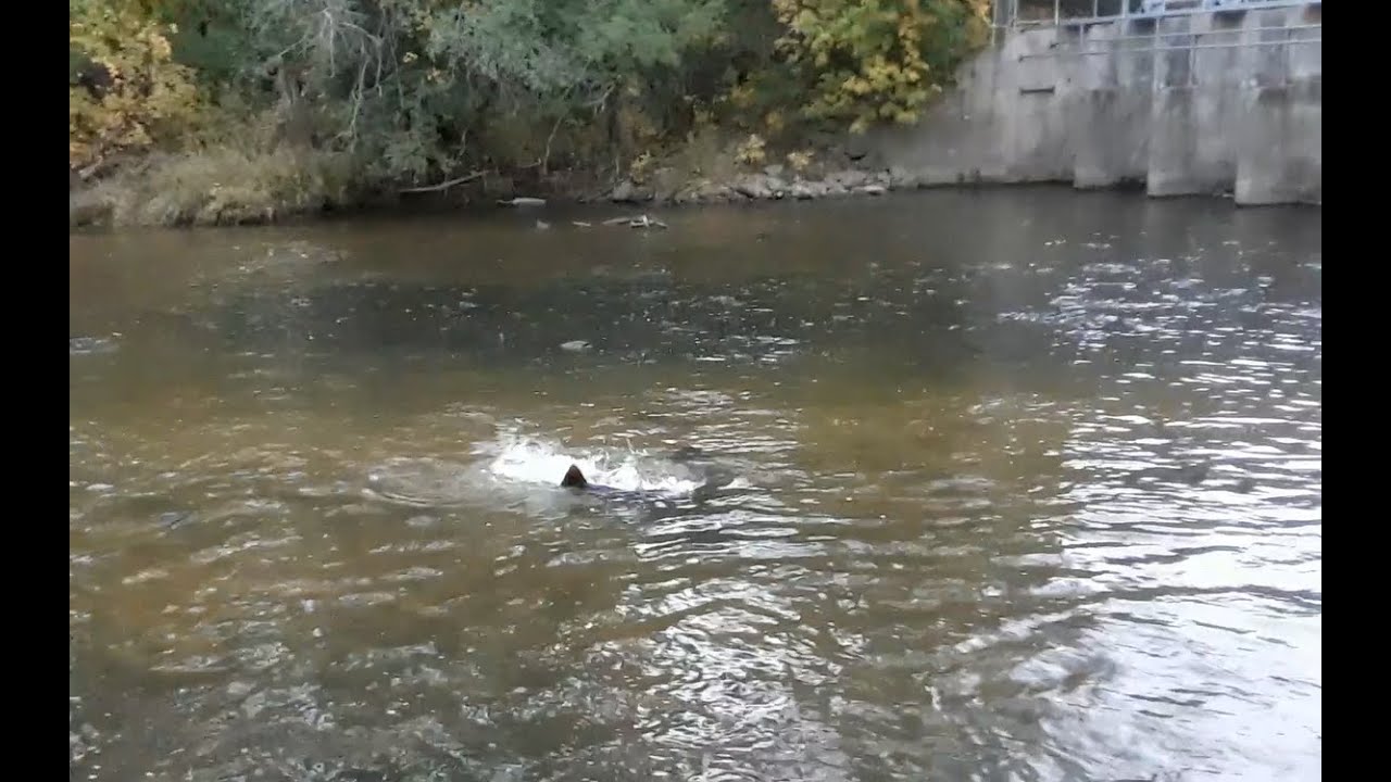 Amazing Footage Of Giant Salmon And Trout Spawning In The Root River ...