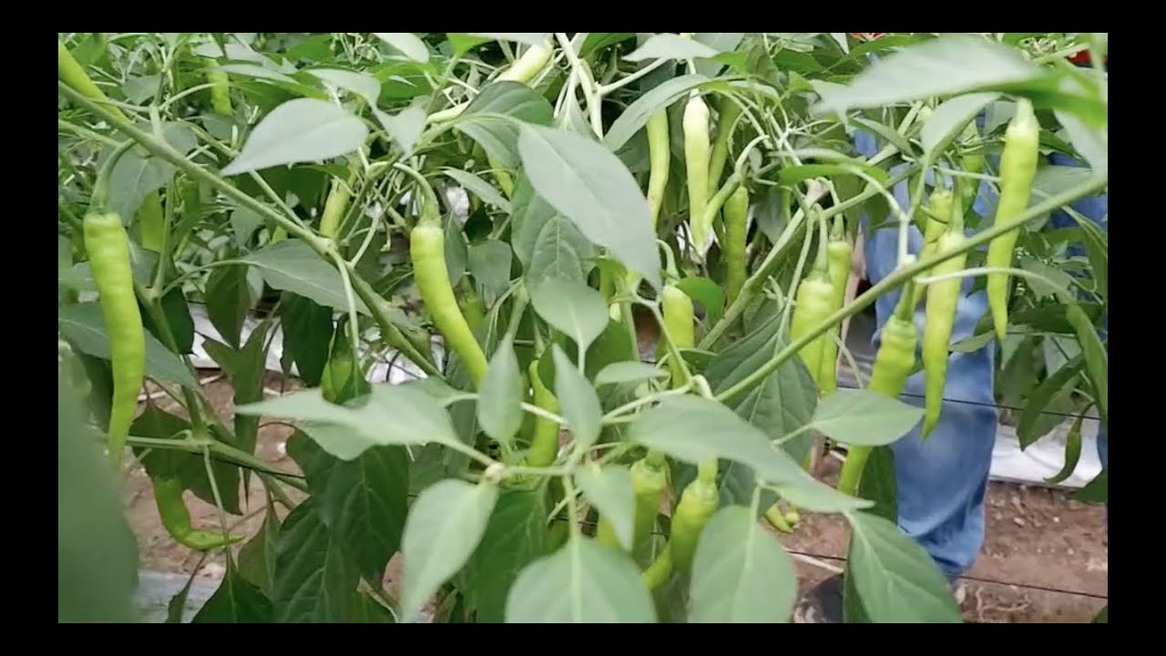 How to grow Siling Tagalog for Davao Market. - YouTube
