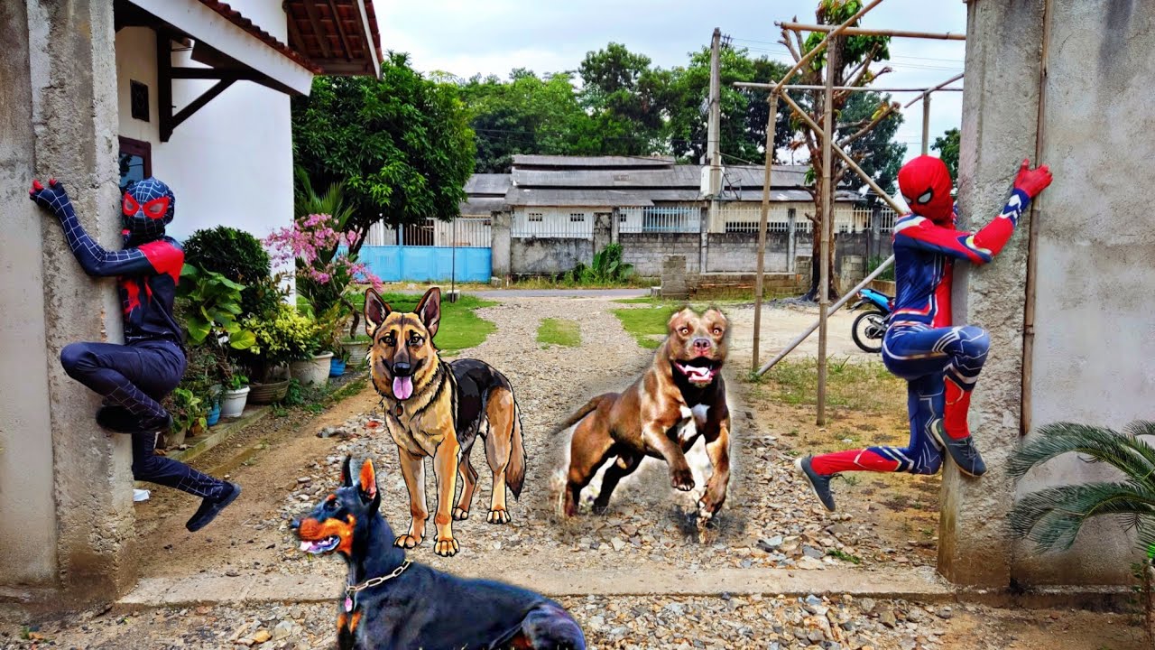 SPIDERMAN Ketakutan Dikejar Anjing Gila Lucu😂 Mencari Mainan Ultraman ...