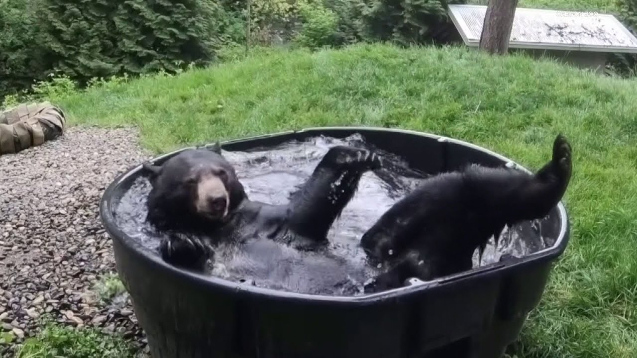 Out & About: Meet the black bears at the Oregon Zoo - YouTube