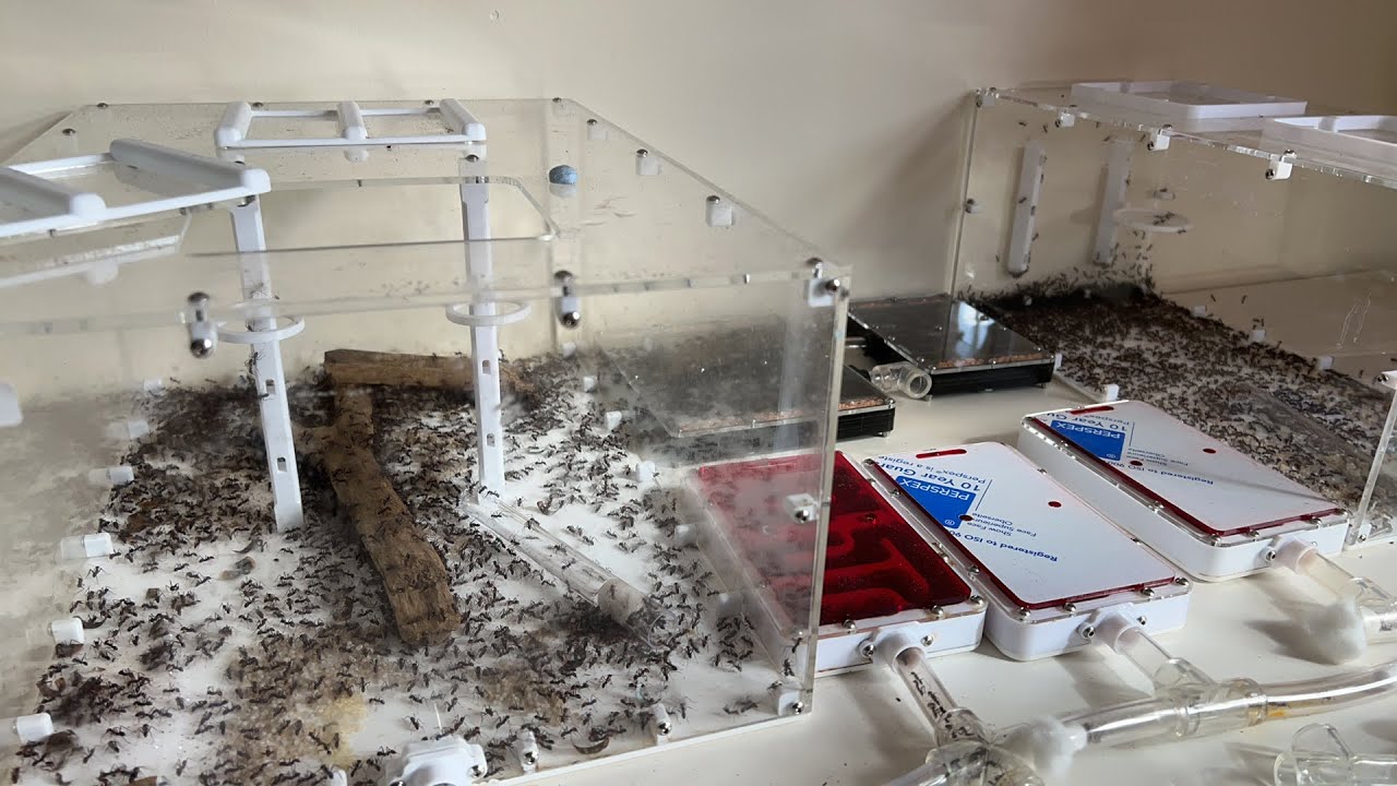 Ants Hood is doing ant stuff - YouTube