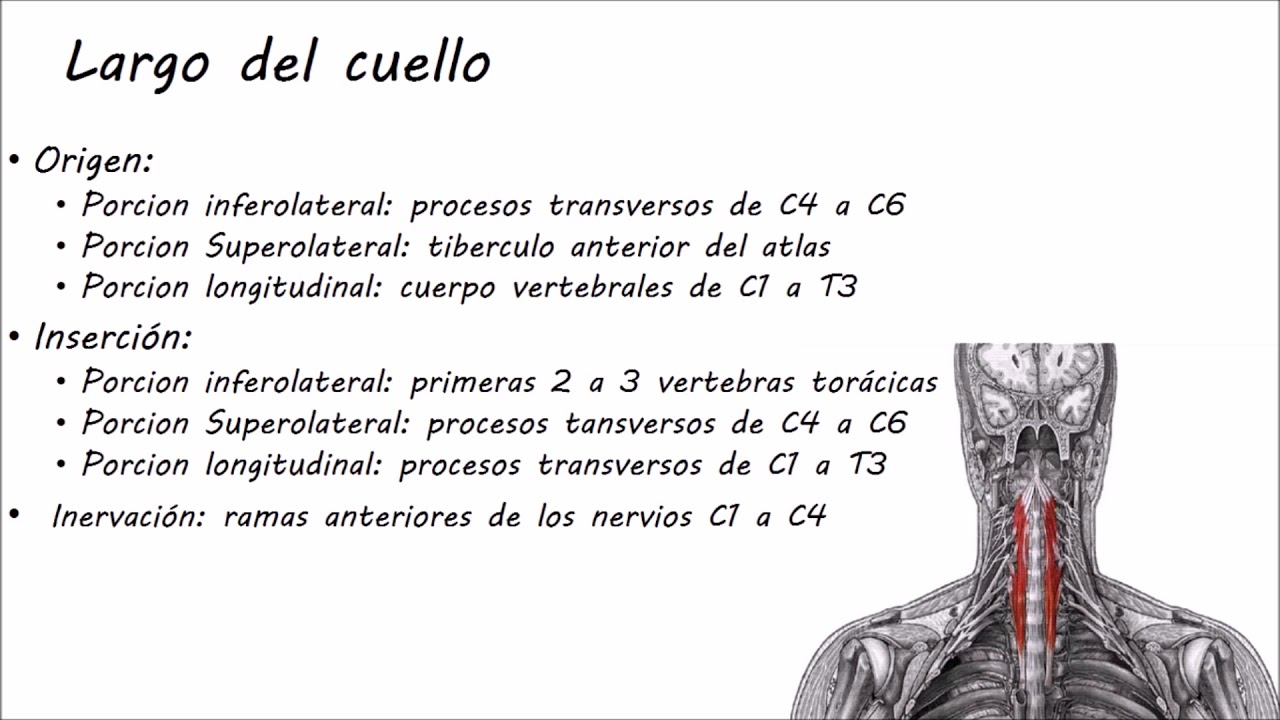 MUSCULOS PARAVERTEBRALES - YouTube