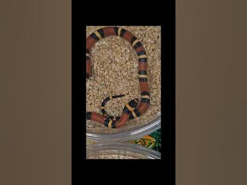 Colorful Snake. Is He Poisonous? - YouTube
