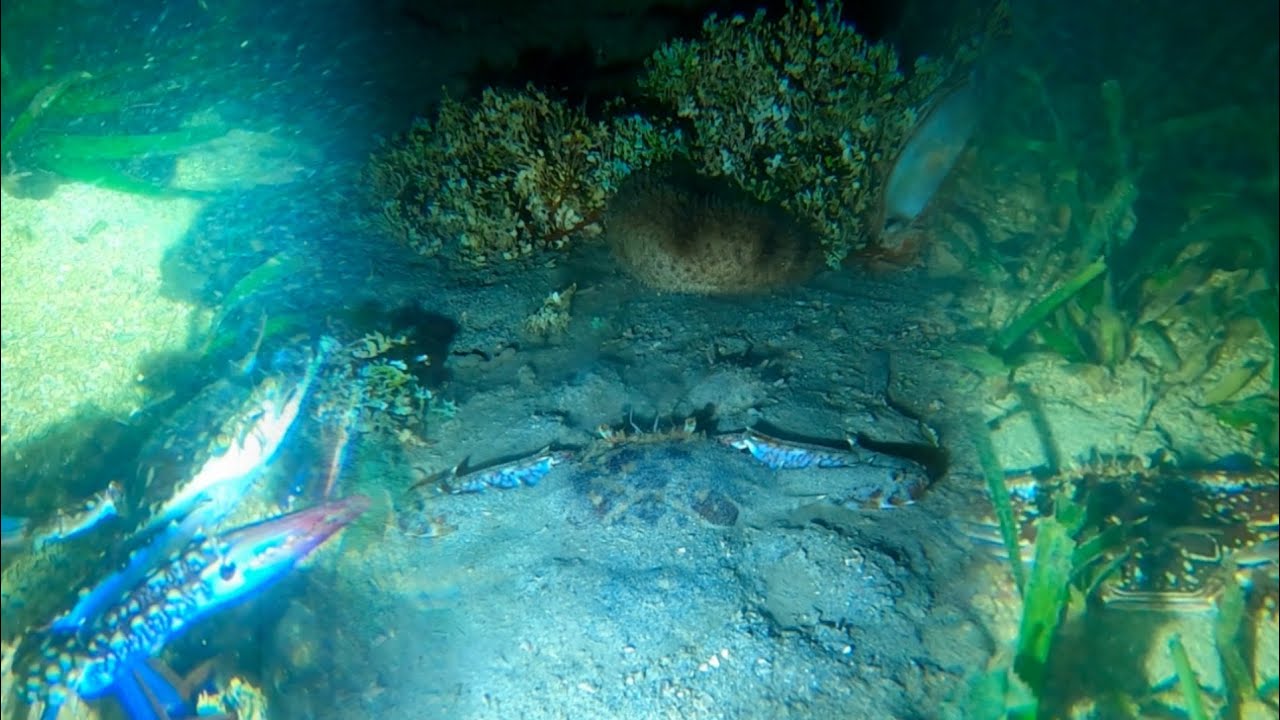 BLUE CRABS HUNTING AT NIGHT EPISODE 96 - YouTube