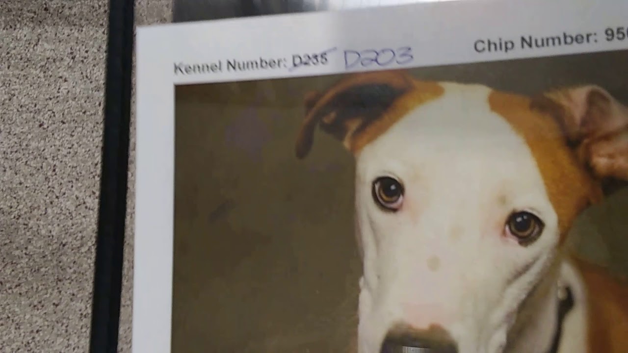 Pima Animal Care Center 6-25-18 Doggie Adoptable -Huey 1 Year 6 Month ...