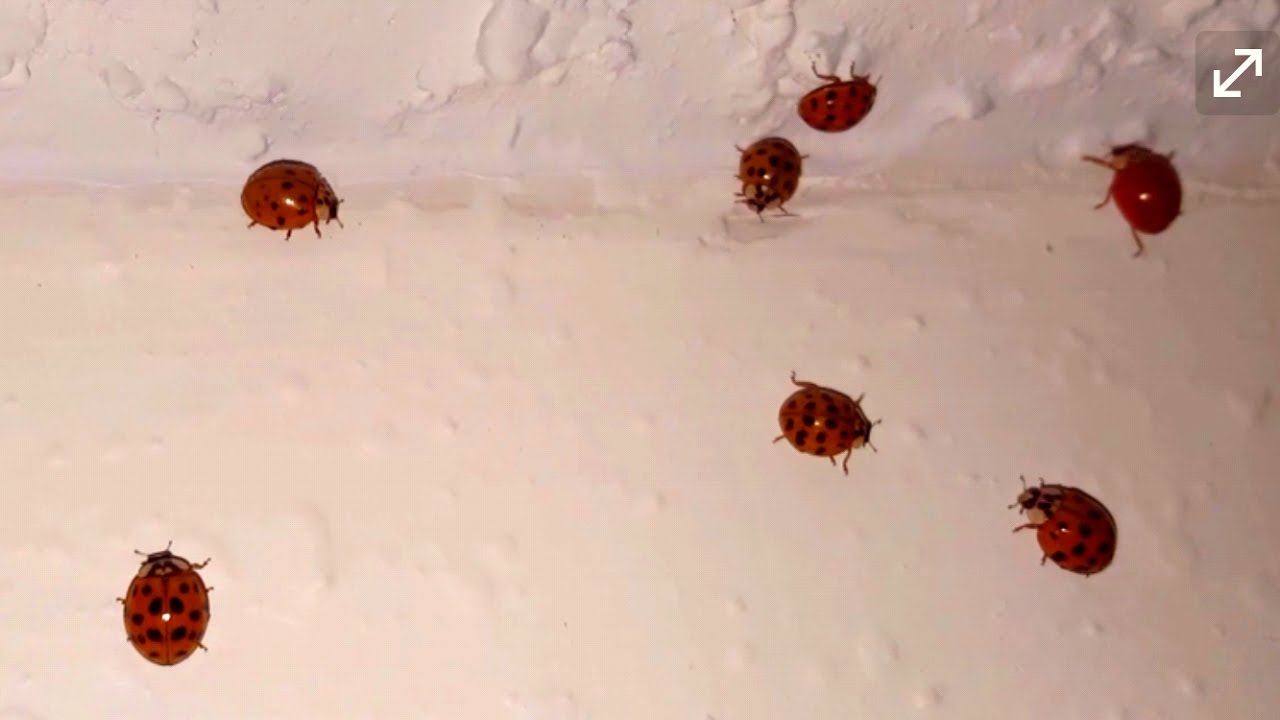 Texas "Ladybug Look-Alike" Invasion - YouTube