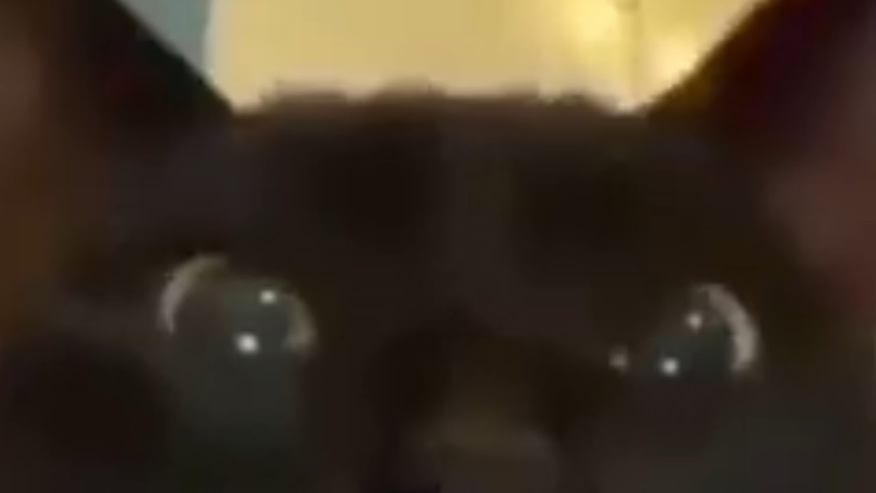 Top 5 goofy cats - YouTube