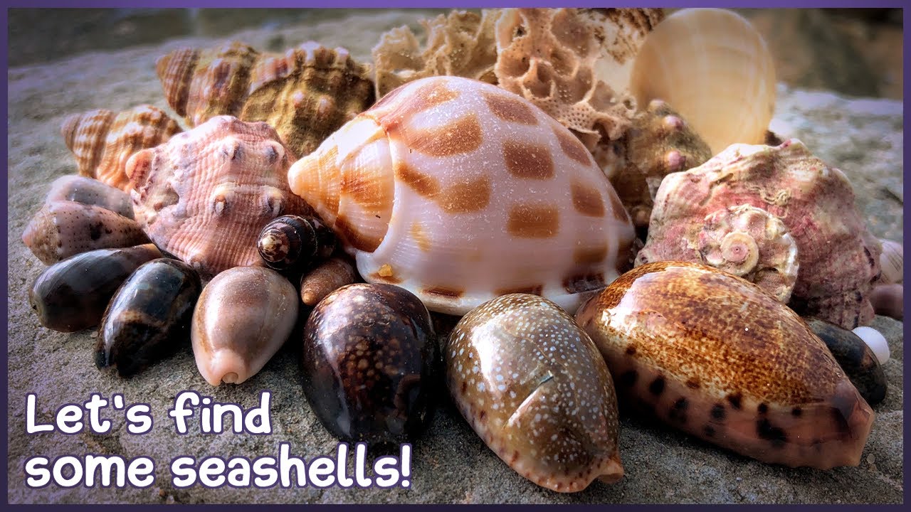 Finding Seashells After Bad Weather | Angaria Shell & Caurica #shelling ...