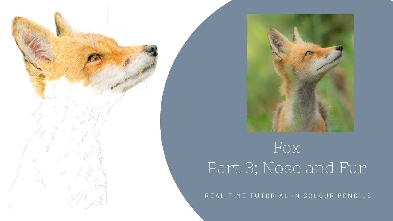 How to Draw a Realistic Fox in Colour Pencils | Real Time Tutorial ...