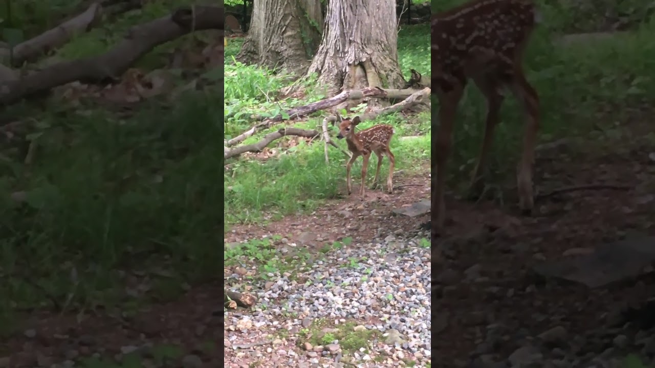 Baby deer ran over to me - YouTube