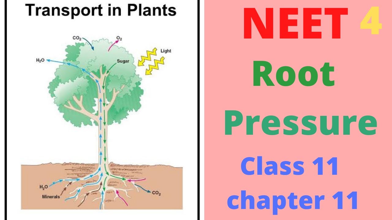 NEET | TRANSPORT IN PLANT| ROOT PRESSURE| CLASS 11 | CHAPTER 11 - YouTube