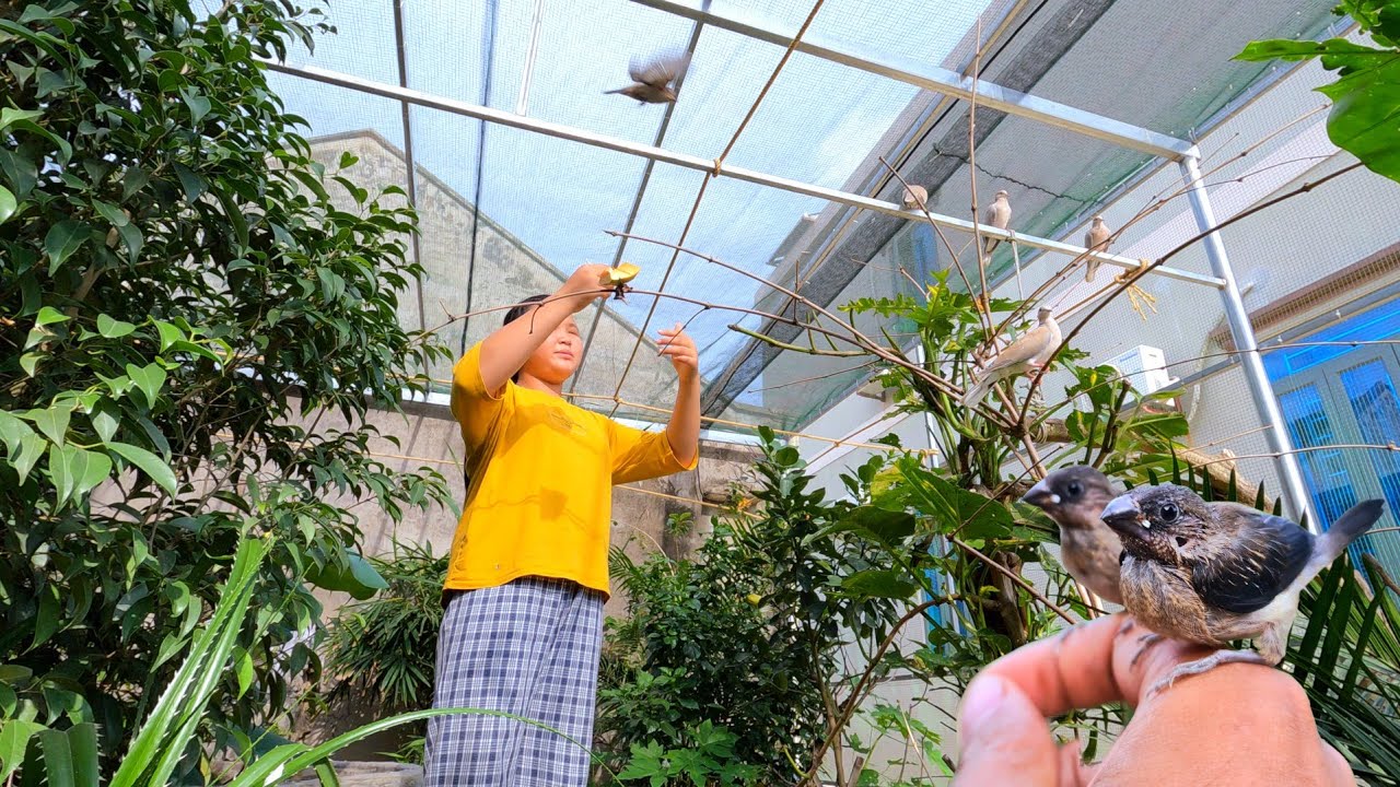 Chim Ri Đã Trở Về Sau 24 Giờ Thất Lạc - Mình Quyết Định Thả Vào Avi ...