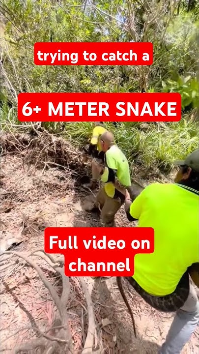 6+ METER SNAKE ( full video on channel) - YouTube