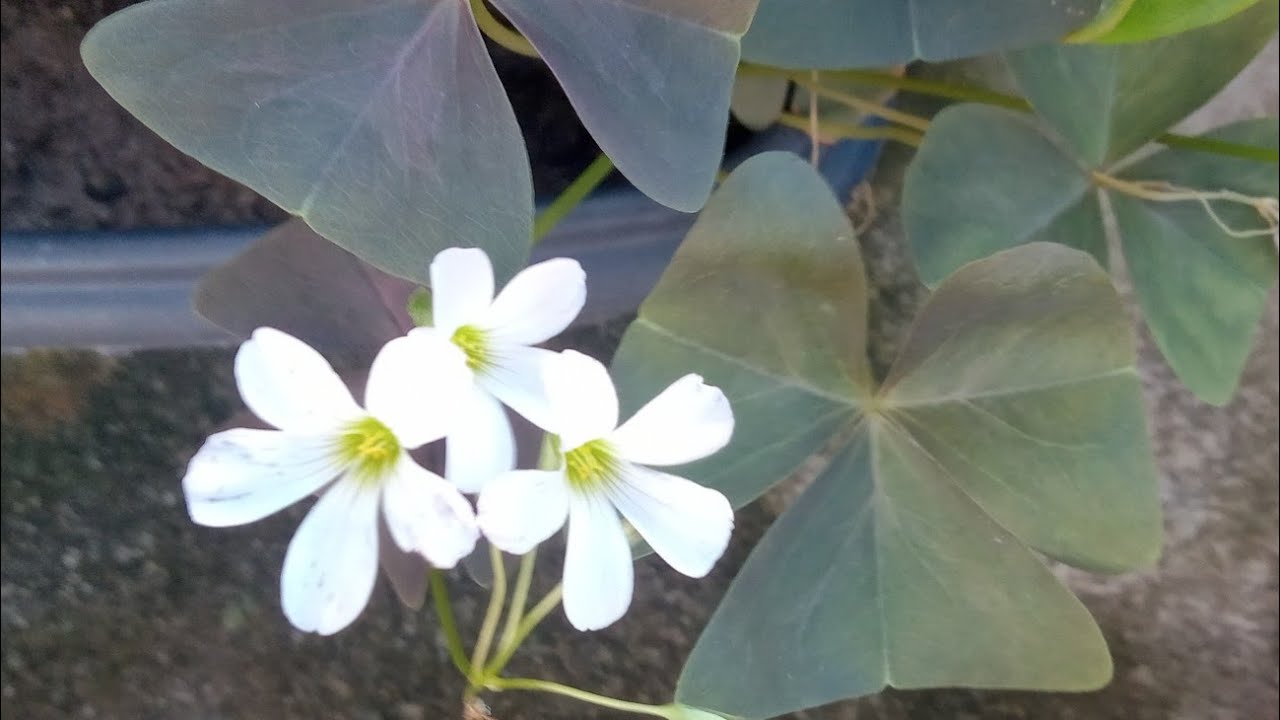 Trevo roxo. - YouTube