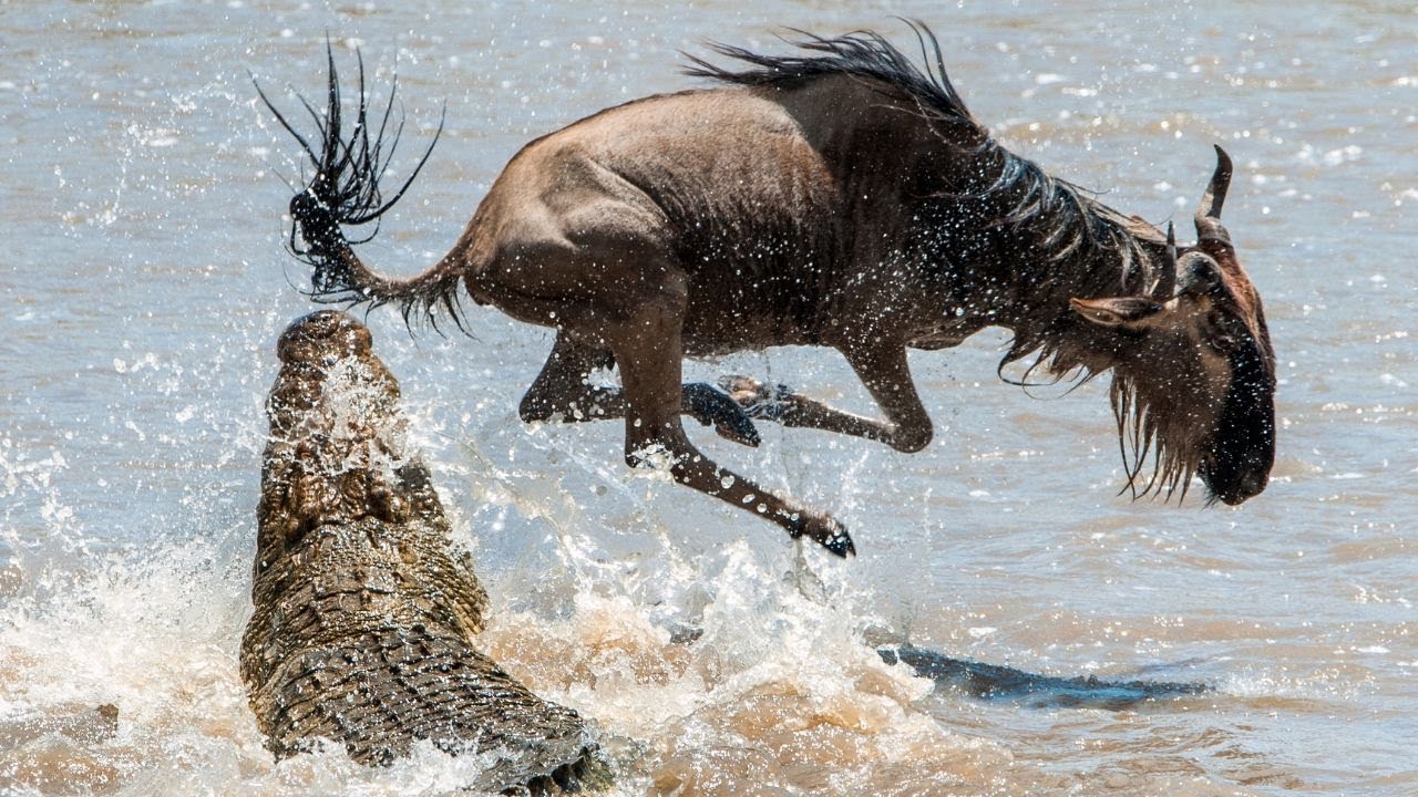 Discovering the Wild World of Wildebeest: Behaviors, Migration, and ...