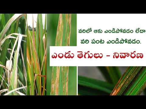 5-Bacterial symptoms of rice blight and its prevention |varilo endutegulu |vari endipovadam| bact...