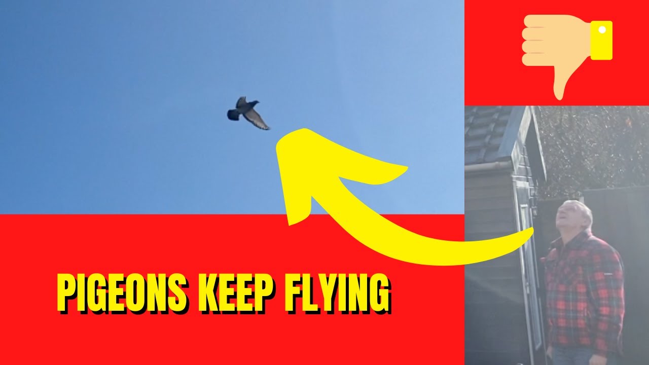 EXTREMELY TERRIBLE Pigeon Race - YouTube