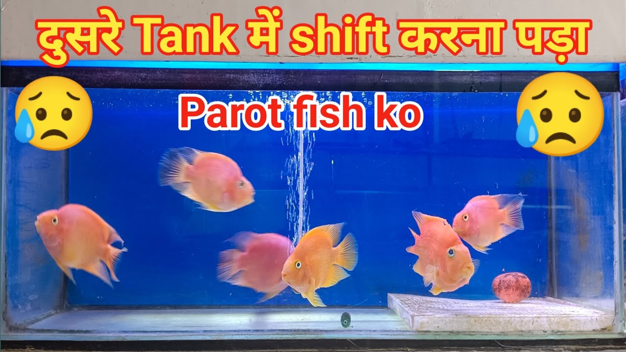 Watch This Parrot Fish Transform a Tank!Red Parrot Fish Video|Parrot ...