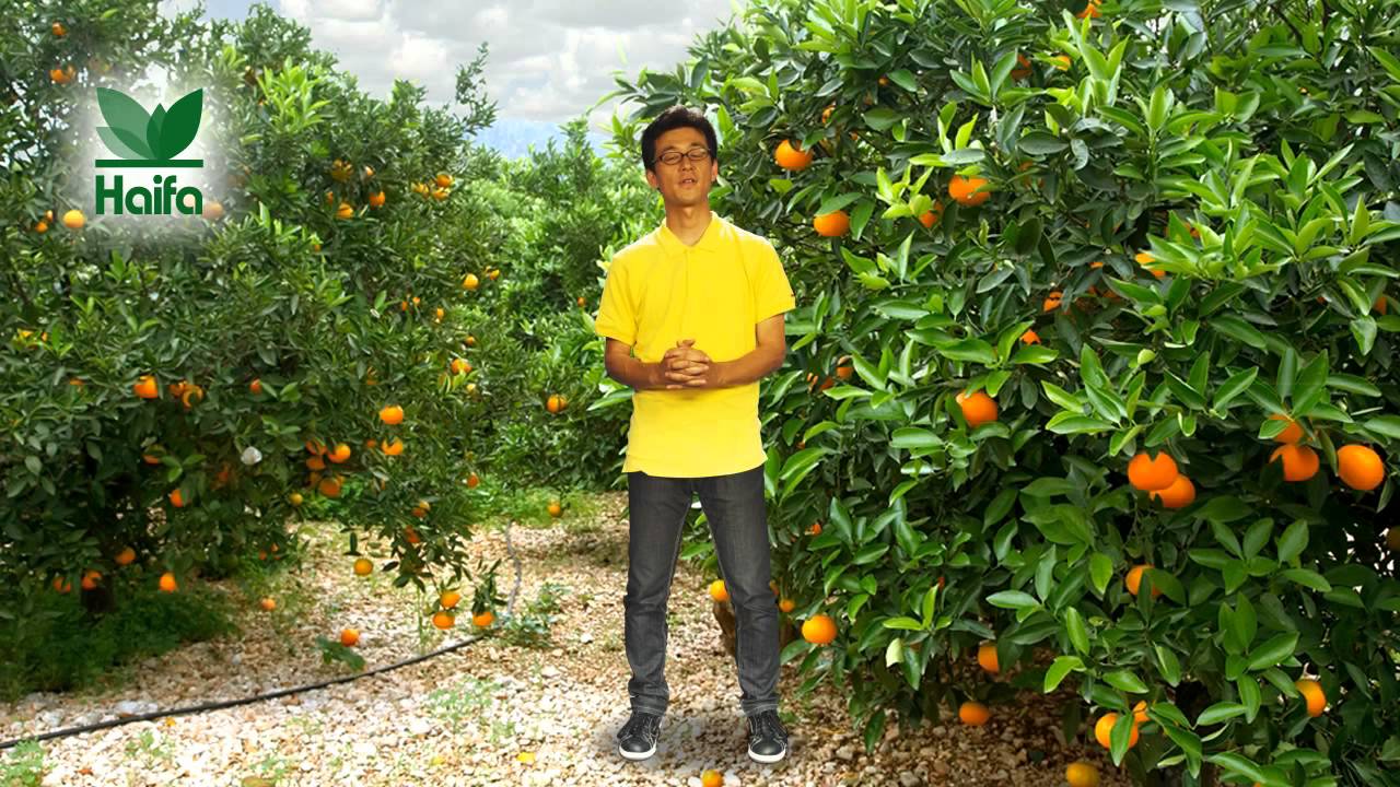 How to Use Multicote Agri Controlled Release Fertilizers - YouTube