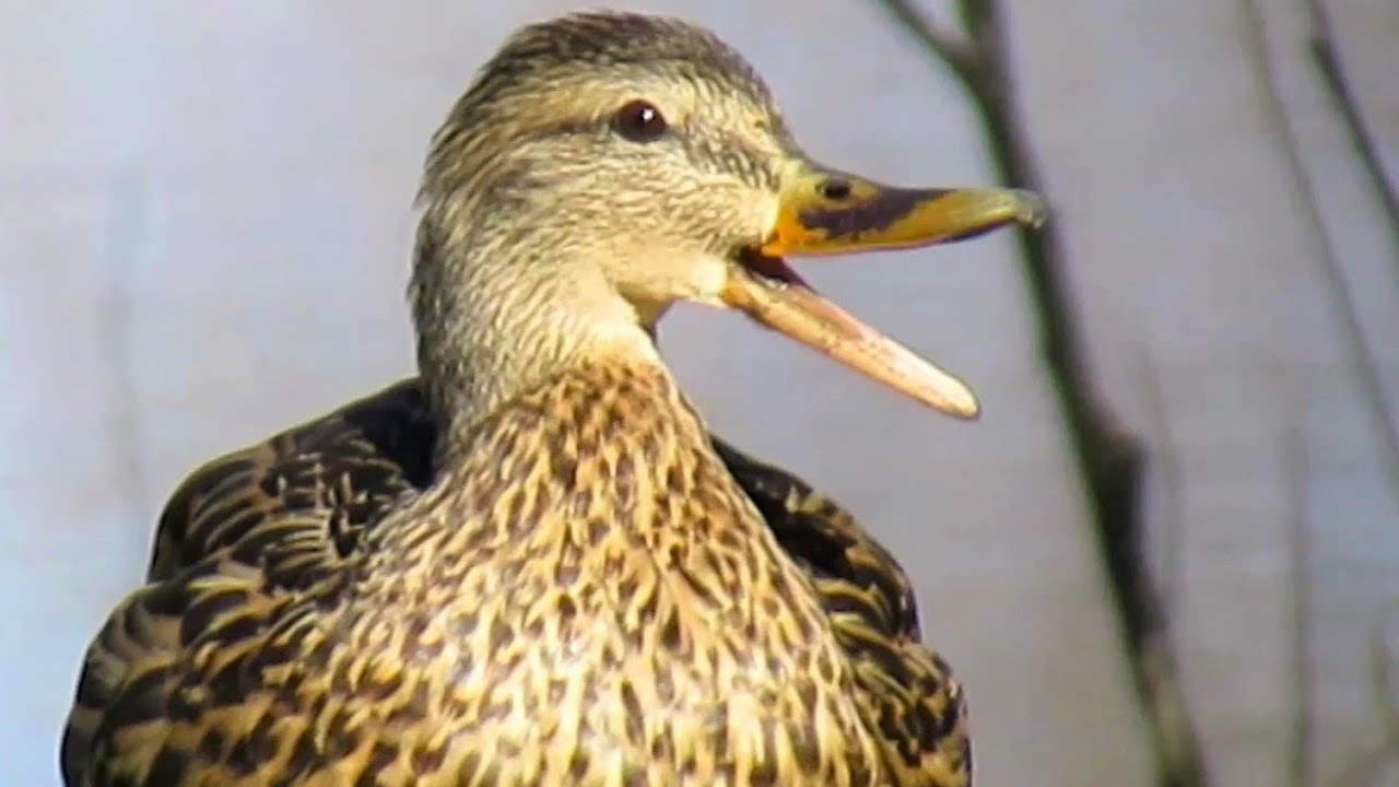 Funny Ducks Laugh at Hilarious Joke - YouTube