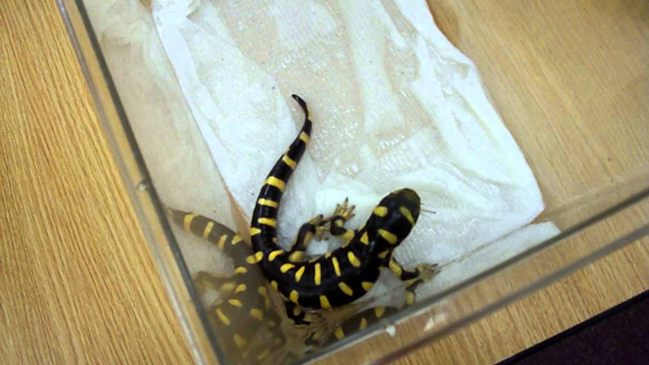 Tiger Salamander eats cricket - YouTube
