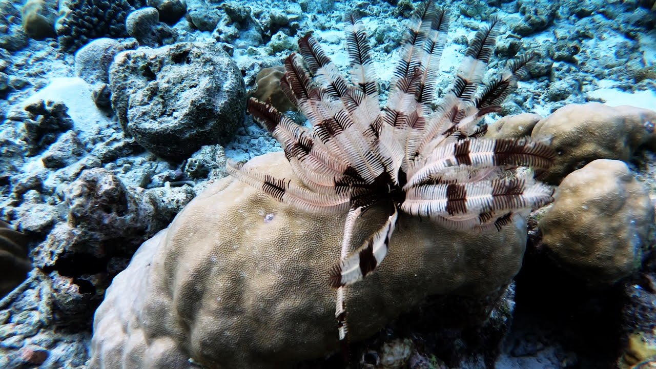 Feather Starfish Time Lapse - Maldives 2021-03-22 - YouTube